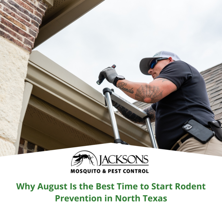 Why August Is the Best Time to Start Rodent Prevention in North Texas ...