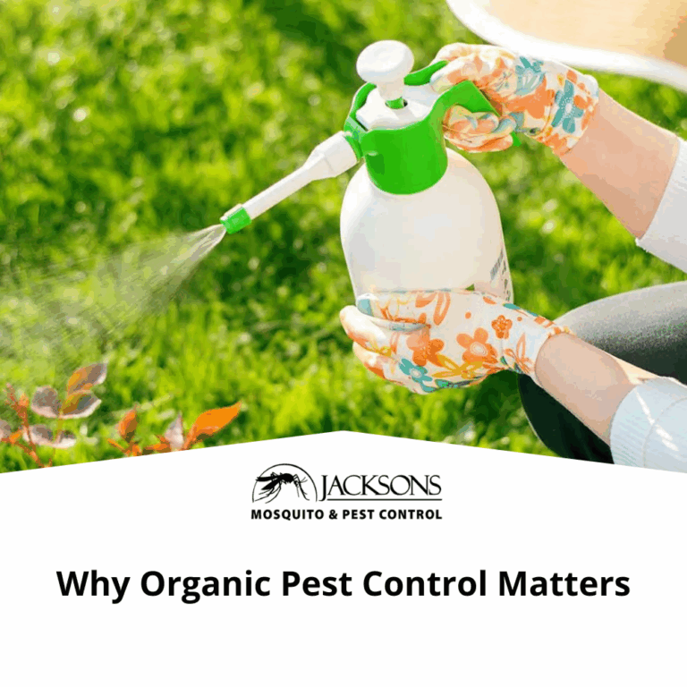 Why Organic Pest Control Matters: Options & Expectations in DFW ...